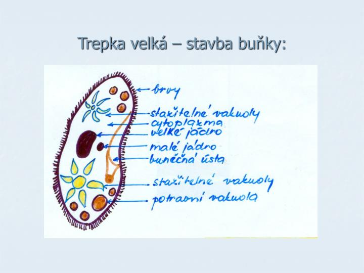 PPT - PRVOCI PowerPoint Presentation - ID:3518608