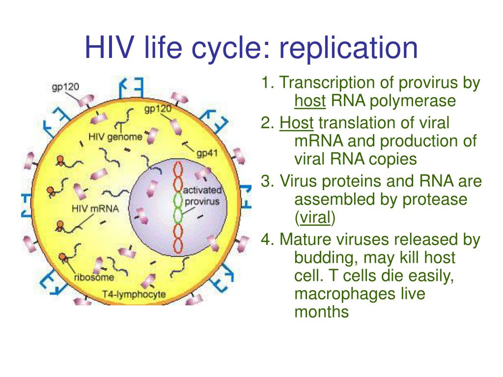 PPT - The biology of HIV PowerPoint Presentation, free download - ID ...