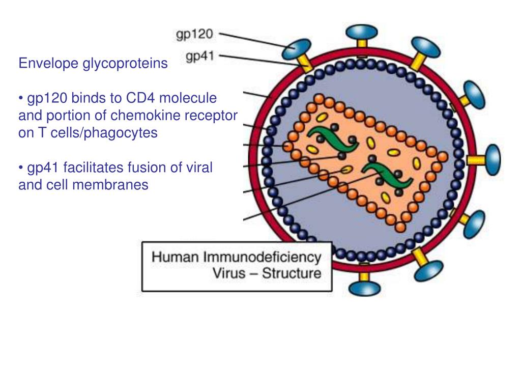 PPT - The biology of HIV PowerPoint Presentation, free download - ID ...