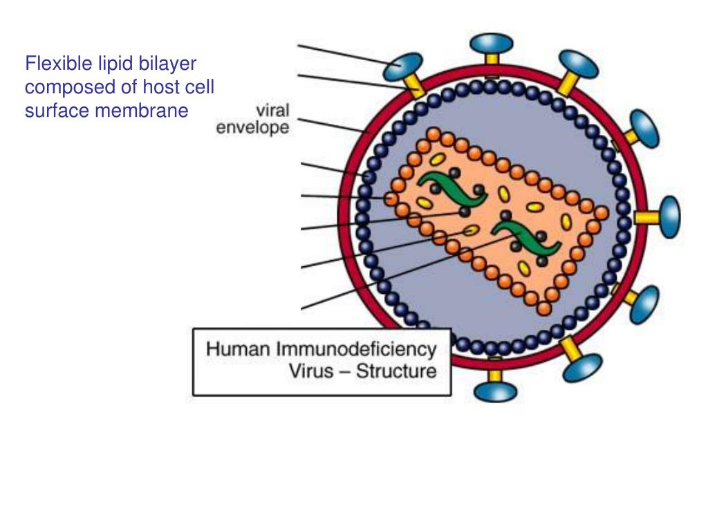PPT - The biology of HIV PowerPoint Presentation, free download - ID ...