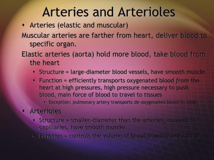 PPT - Structure of the Circulatory System PowerPoint Presentation - ID ...