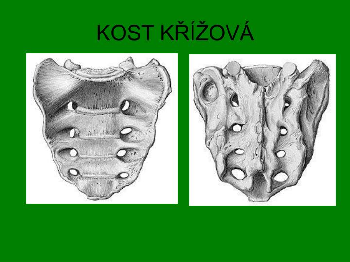 PPT - POZNÁVAČKA PowerPoint Presentation - ID:3518853