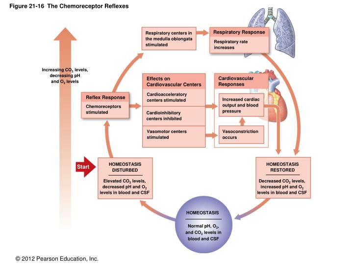 PPT - Figure 21-8 An Overview of Cardiovascular Physiology PowerPoint ...