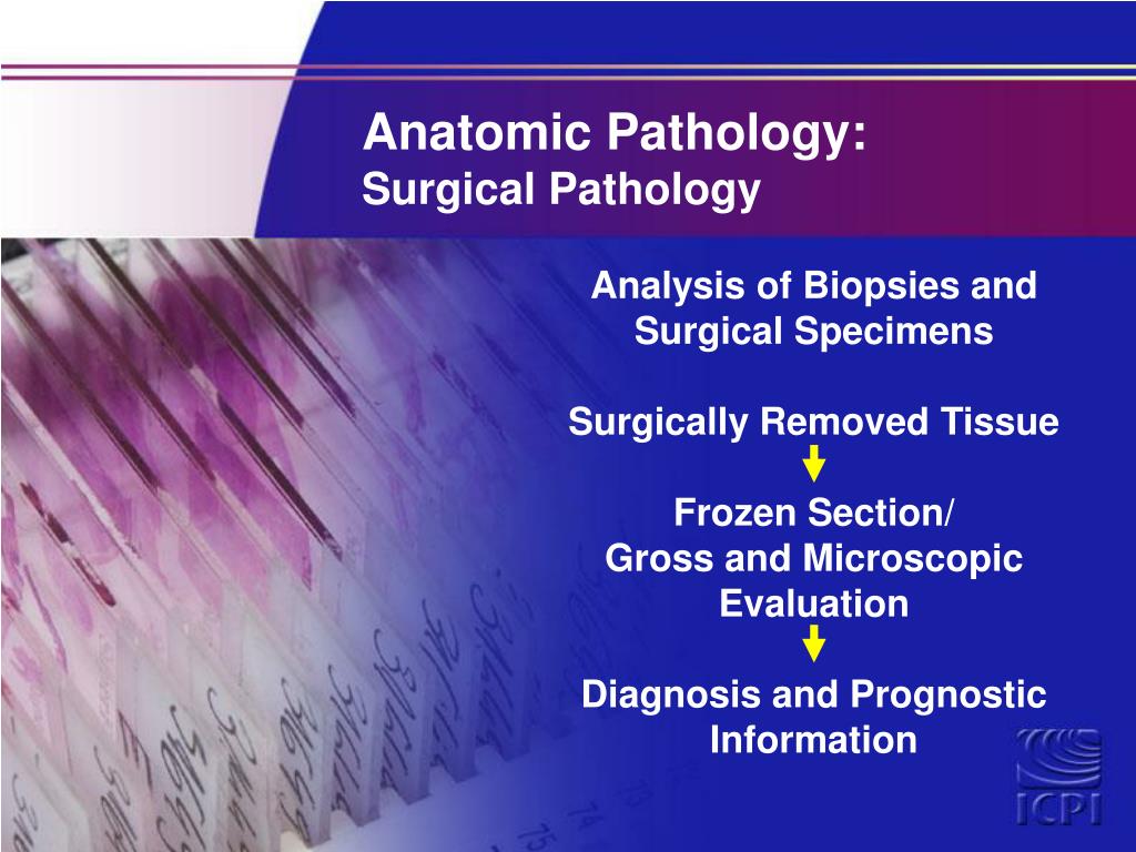 PPT - PATHOLOGY: A Career in Medicine PowerPoint Presentation, free ...