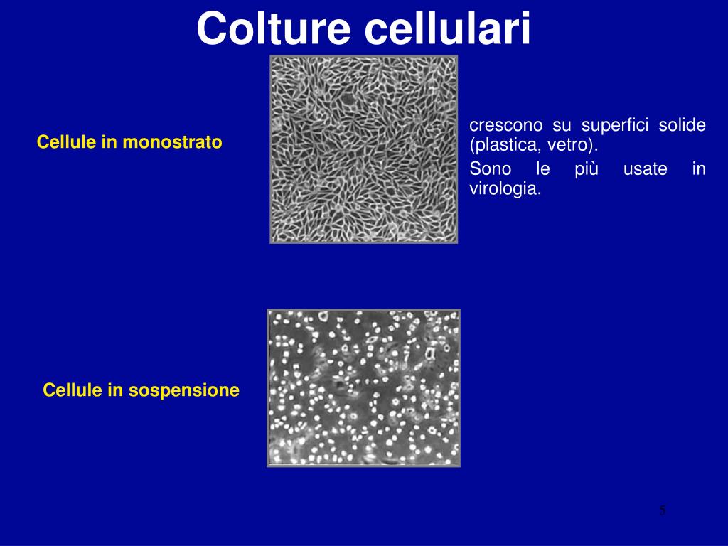 PPT - Coltivazione dei virus animali PowerPoint Presentation, free ...