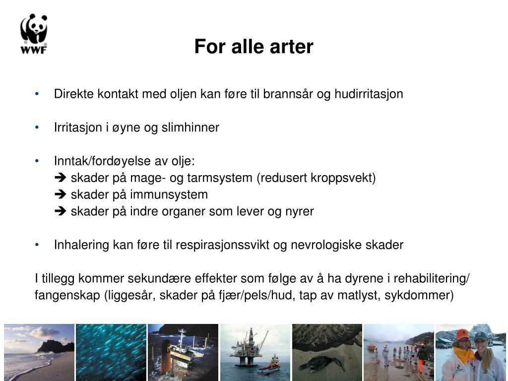 PPT - Effekter av olje på dyr og natur PowerPoint Presentation, free ...