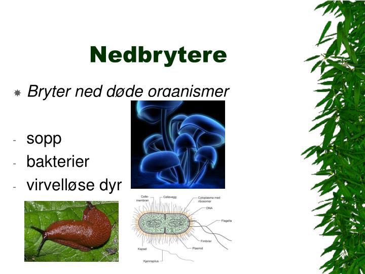 PPT - Økologi PowerPoint Presentation - ID:3521497
