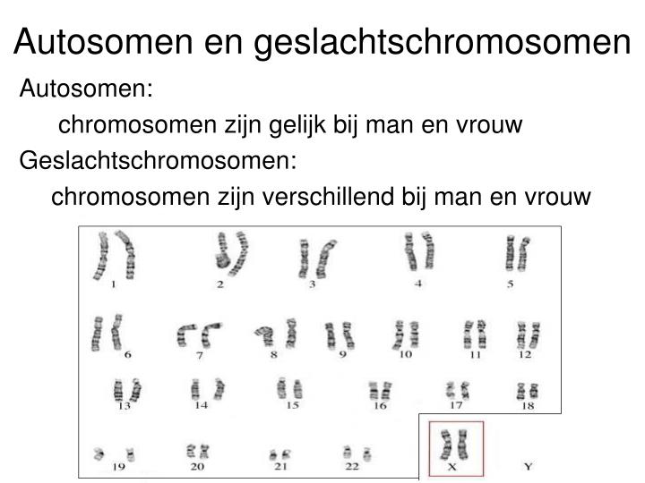 PPT - Autosomen en geslachtschromosomen PowerPoint Presentation, free ...