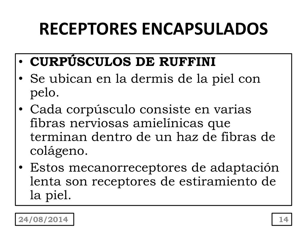 PPT - C3 ORGANIZACIÓN GENERAL DEL SISTEMA NERVIOSO. PowerPoint ...
