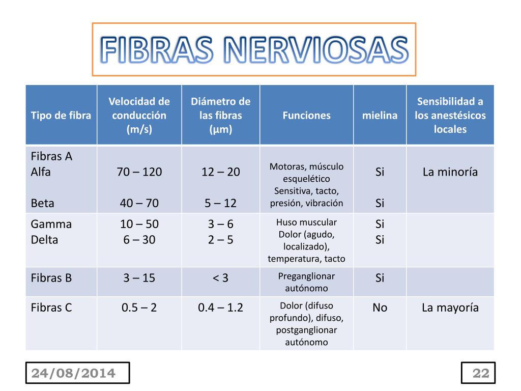 PPT - C3 ORGANIZACIÓN GENERAL DEL SISTEMA NERVIOSO. PowerPoint ...