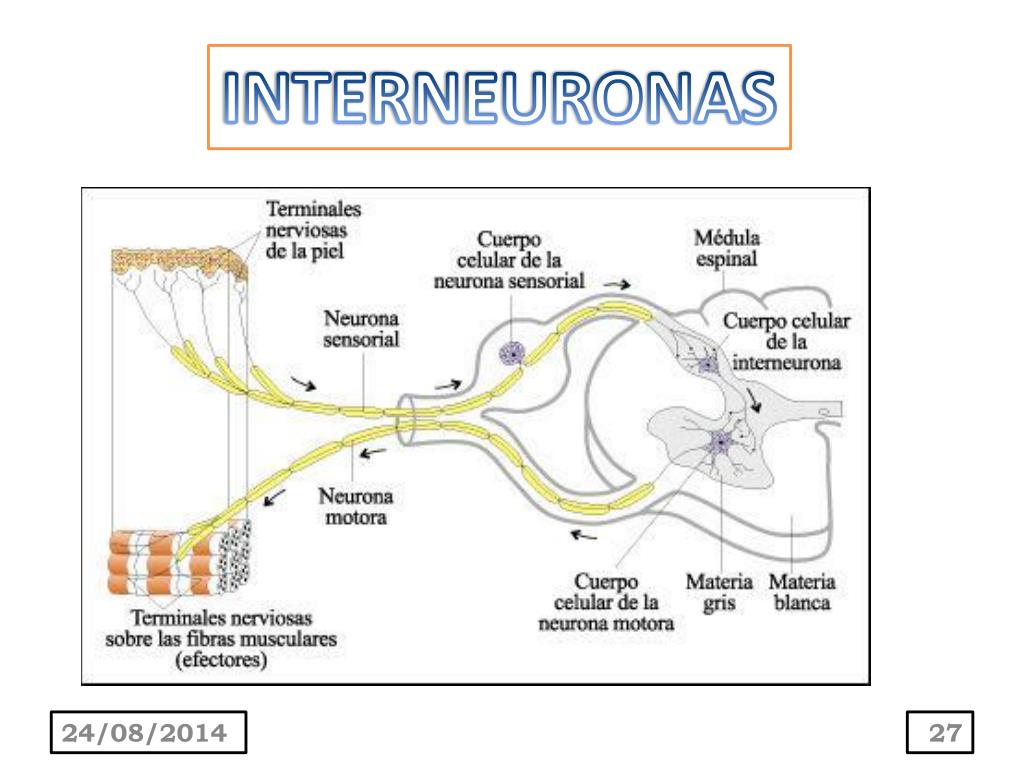 PPT - C3 ORGANIZACIÓN GENERAL DEL SISTEMA NERVIOSO. PowerPoint ...