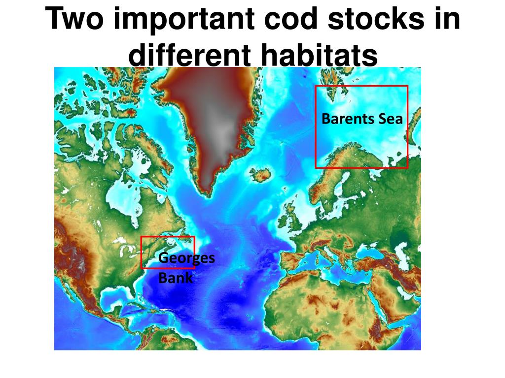 PPT - Growth and feeding of larval cod ( Gadus morhua ) in the Barents ...