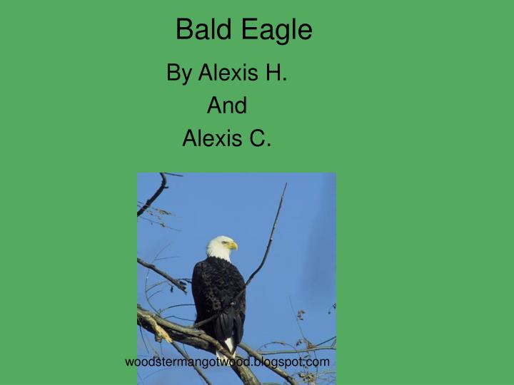 PPT - Bald Eagle PowerPoint Presentation, free download - ID:3522031