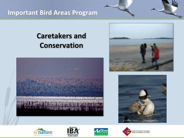PPT - Important Bird Areas Program PowerPoint Presentation, free ...