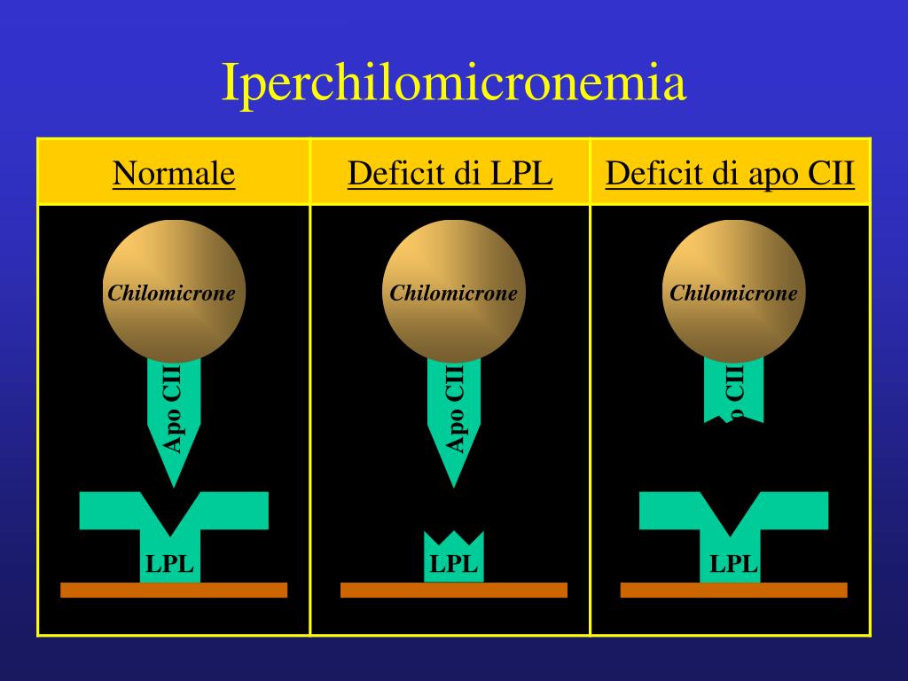 PPT - Principali funzioni dei lipidi plasmatici PowerPoint Presentation ...