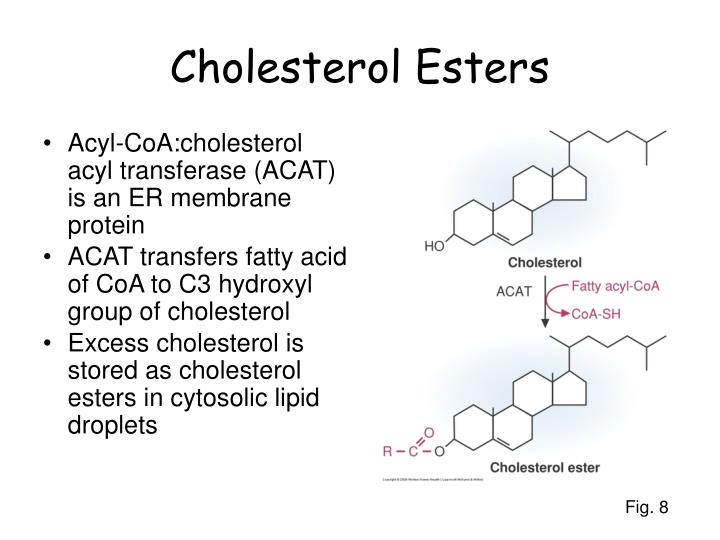 PPT - D- Cholesterol Absorption, Synthesis, & Metabolism PowerPoint ...