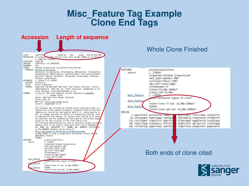 PPT - Second Tomato Finishing Workshop Chromosome 4 PowerPoint ...