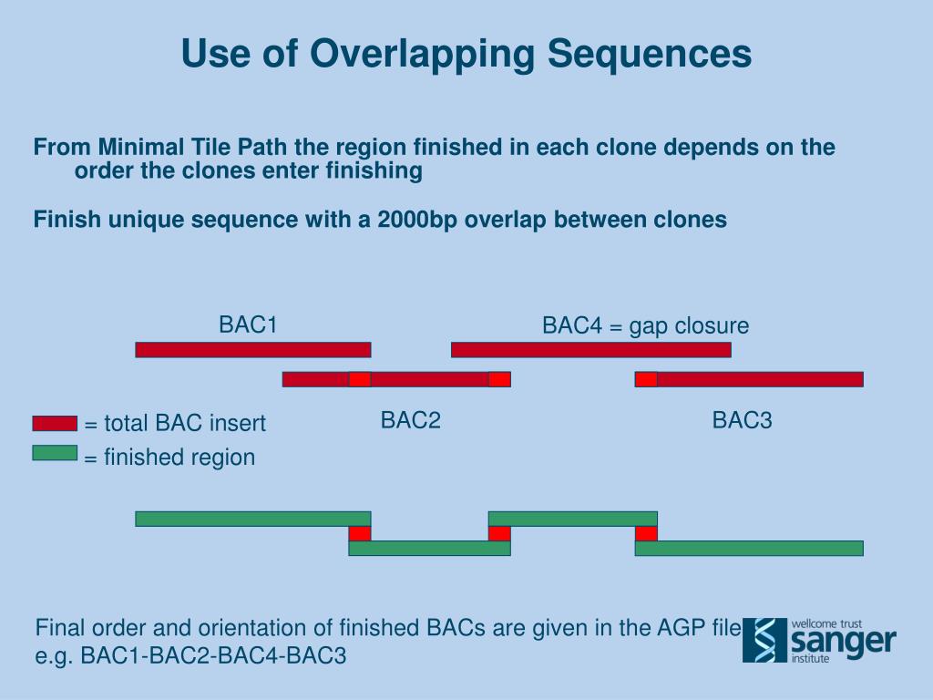 PPT - Second Tomato Finishing Workshop Chromosome 4 PowerPoint ...