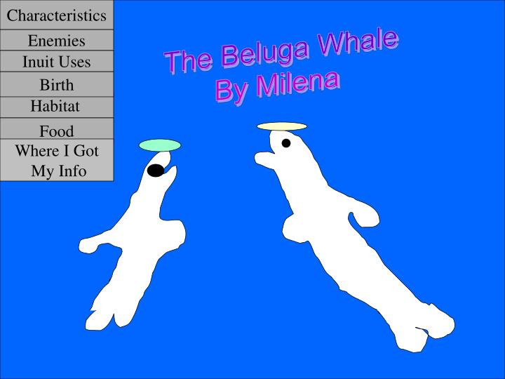 PPT - The Beluga Whale By Milena PowerPoint Presentation, free download ...