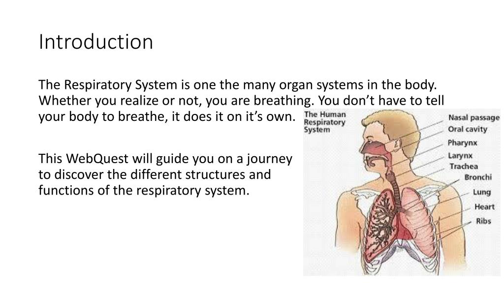 PPT - The Respiratory System PowerPoint Presentation, free download ...
