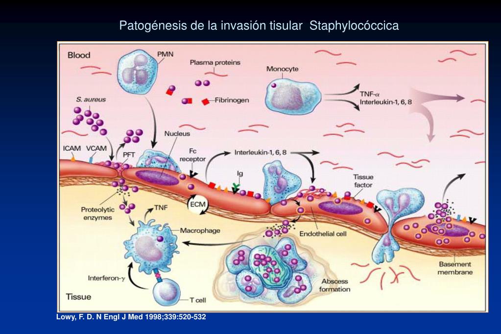 PPT - Universidad de Costa Rica Facultad de Farmacia PowerPoint ...