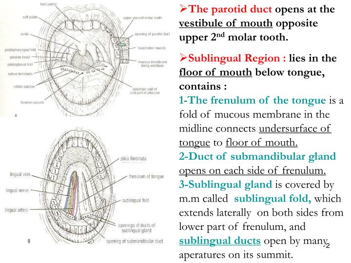 PPT - The Mouth PowerPoint Presentation - ID:3525716