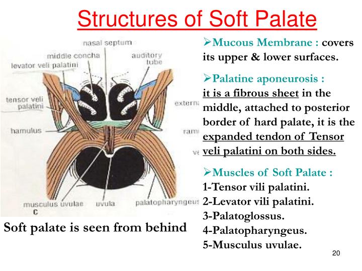 PPT - The Mouth PowerPoint Presentation - ID:3525716