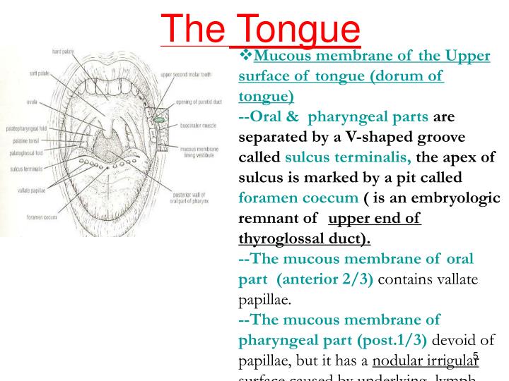 PPT - The Mouth PowerPoint Presentation - ID:3525716