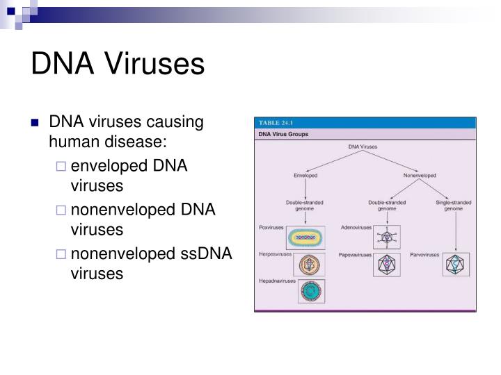 PPT - Viruses and Viral Diseases PowerPoint Presentation - ID:3526156