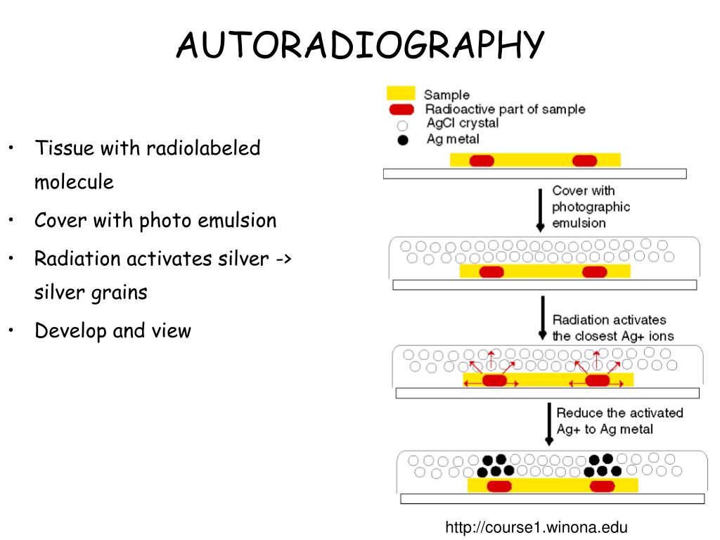 PPT - Staining Techniques Histochemical Stains: involve chemical ...