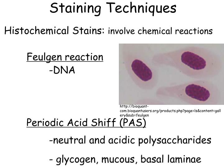 PPT - Staining Techniques Histochemical Stains: involve chemical ...
