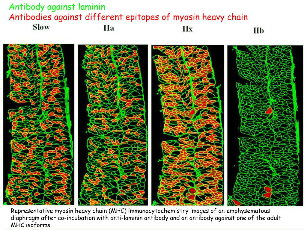 PPT - Staining Techniques Histochemical Stains: involve chemical ...