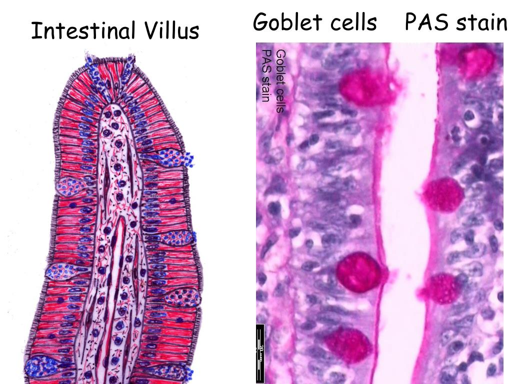 PPT - Staining Techniques Histochemical Stains: involve chemical ...