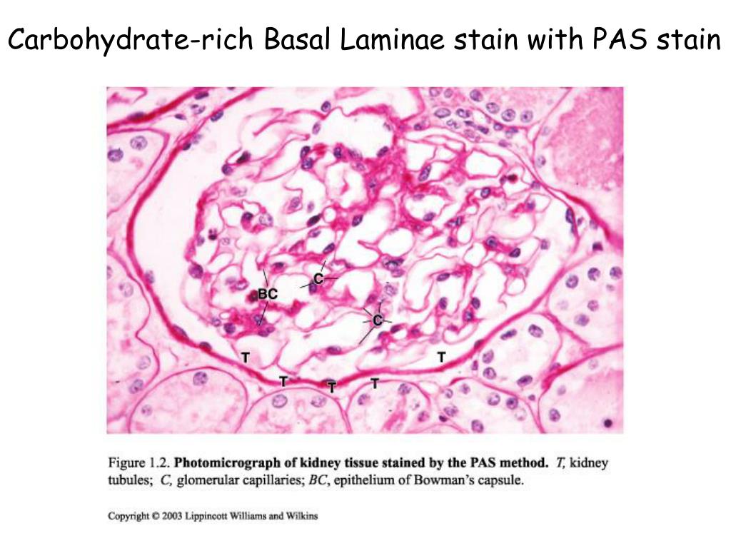 PPT - Staining Techniques Histochemical Stains: involve chemical ...