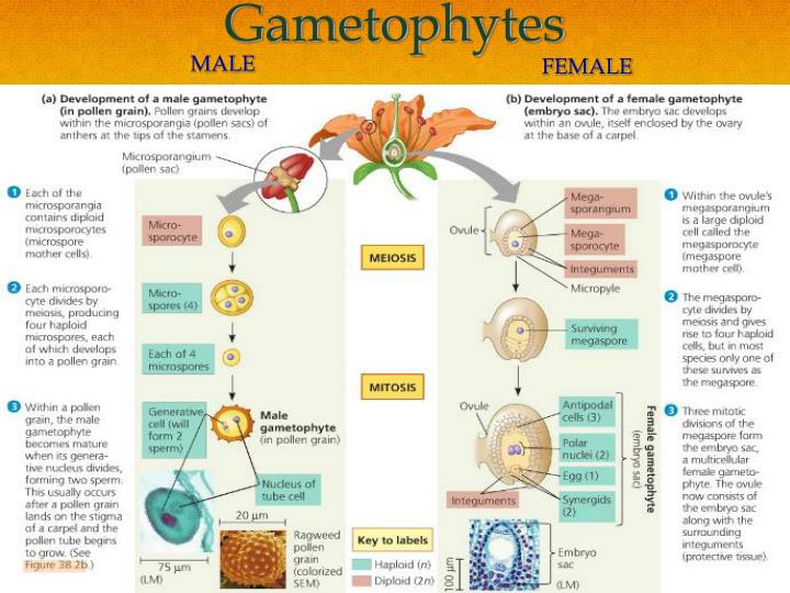 PPT - Plant Reproduction and Responses PowerPoint Presentation - ID:3527190