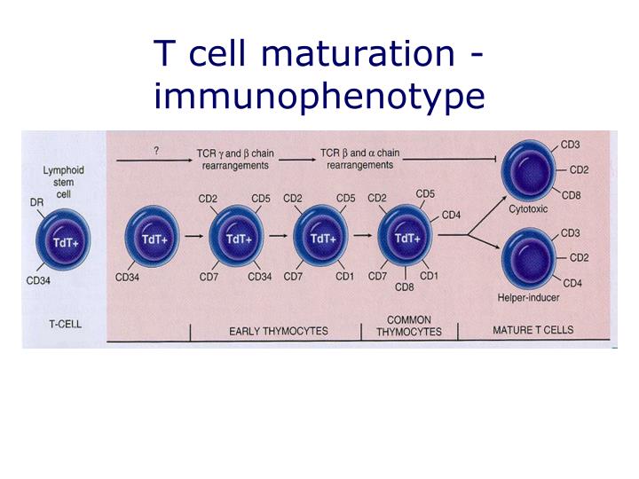 PPT - HEMATOPOIESIS 2 PowerPoint Presentation - ID:3527793