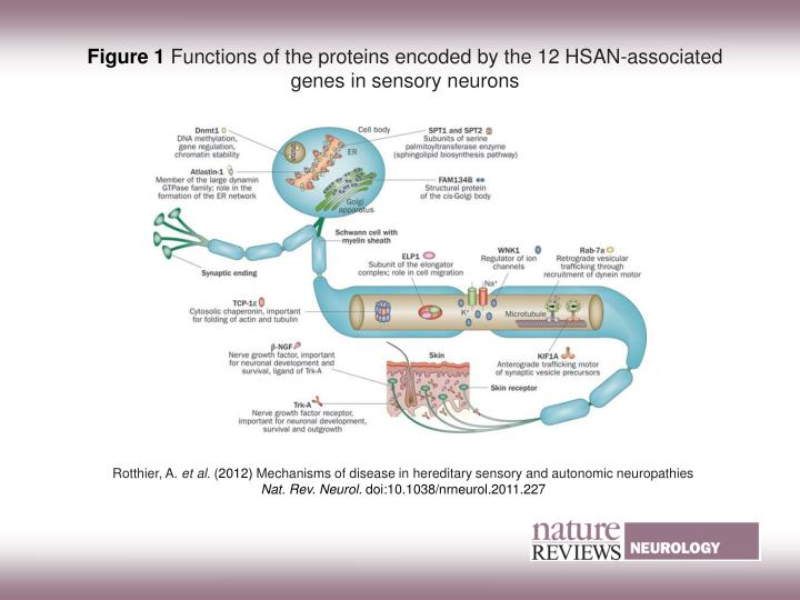 PPT - Figure 1 Functions of the proteins encoded by the 12 HSAN ...