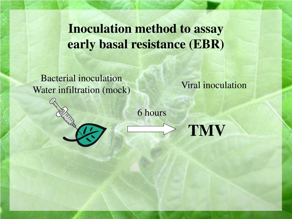 PPT - Bacterium-induced basal resistance inhibits viral infection in ...
