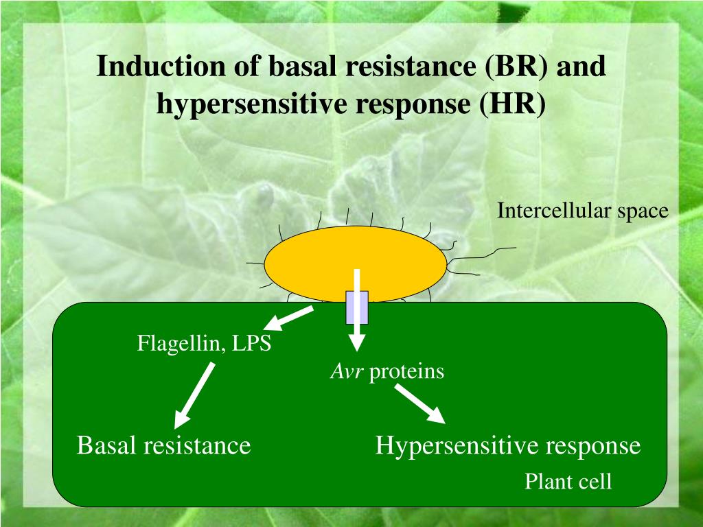 PPT - Bacterium-induced basal resistance inhibits viral infection in ...