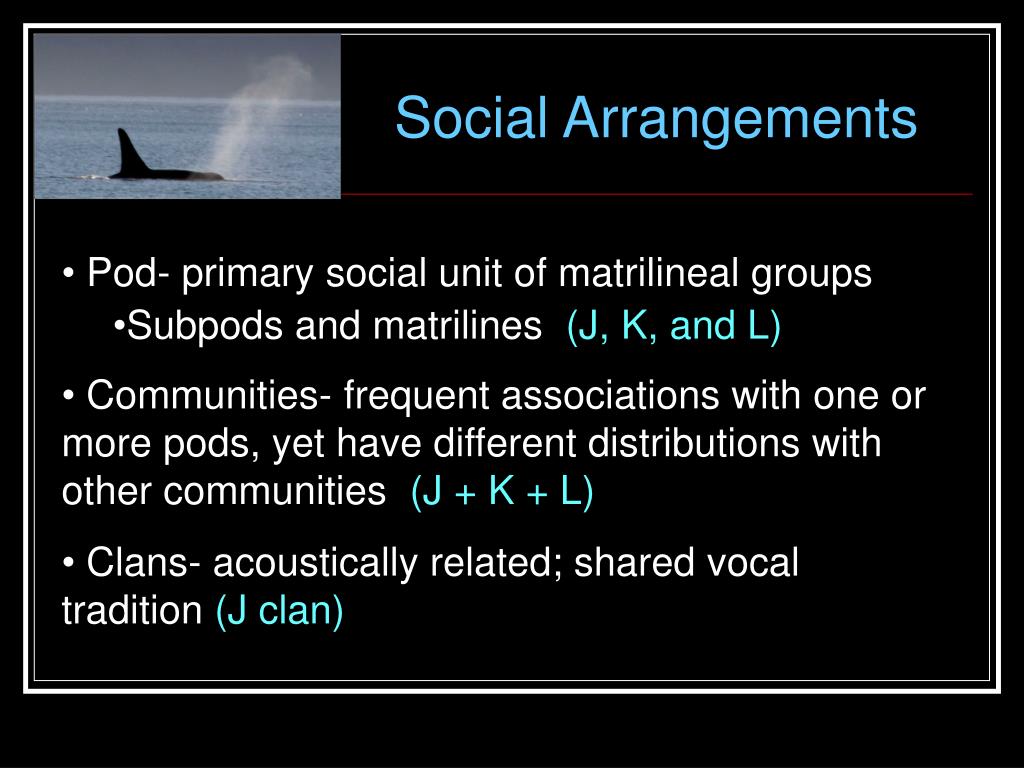 PPT - Localizing Vocalizations in fish-eating southern resident killer ...