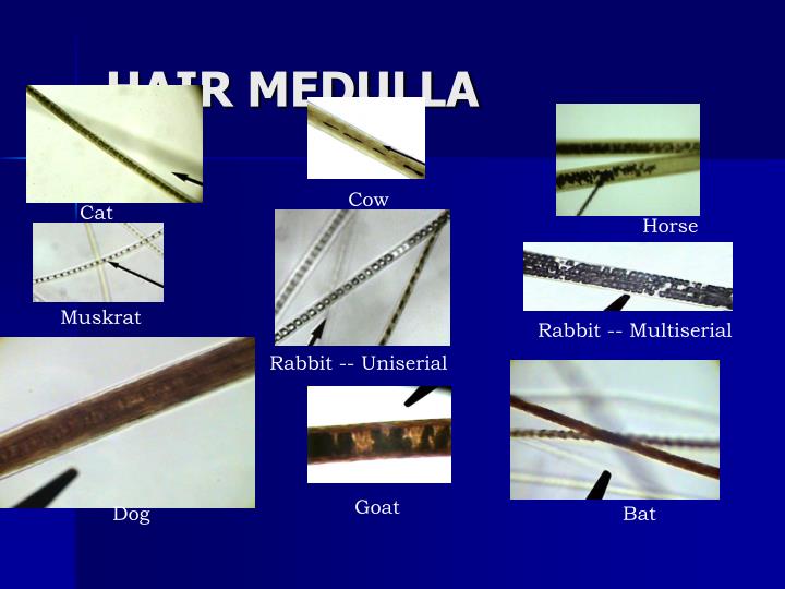 PPT - Hair Analysis PowerPoint Presentation - ID:3531003