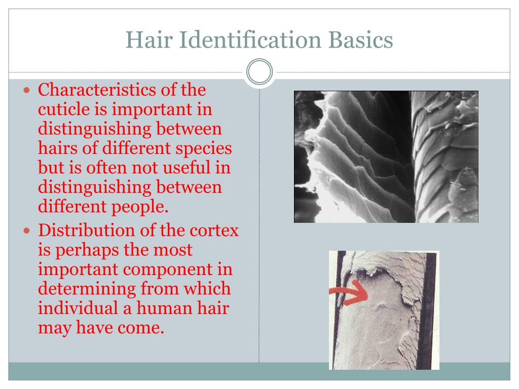 PPT - Hair & Hair Identification PowerPoint Presentation, free download ...