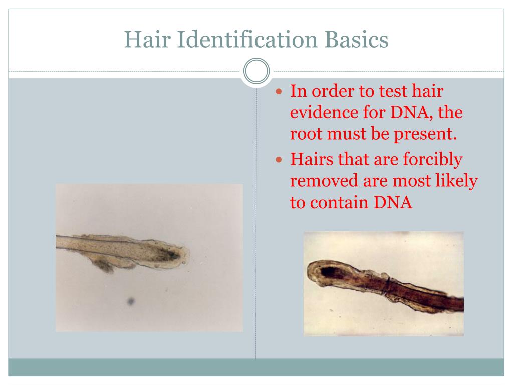 PPT - Hair & Hair Identification PowerPoint Presentation, free download ...