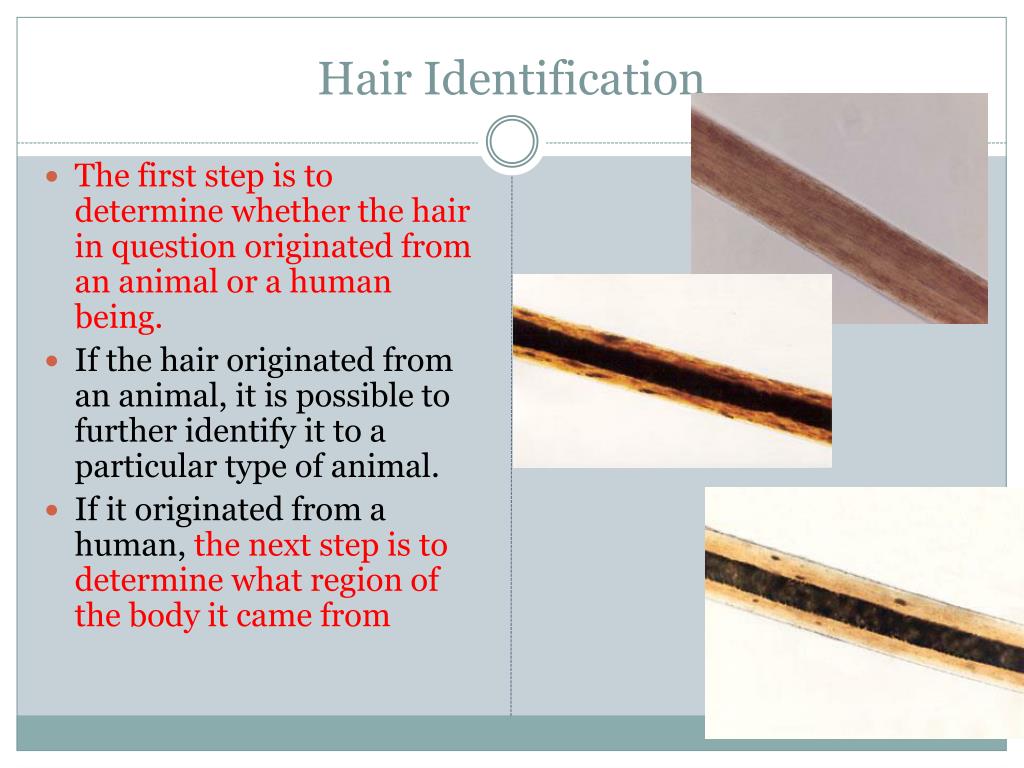 PPT - Hair & Hair Identification PowerPoint Presentation, free download ...