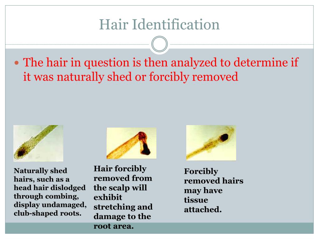 PPT - Hair & Hair Identification PowerPoint Presentation, free download ...