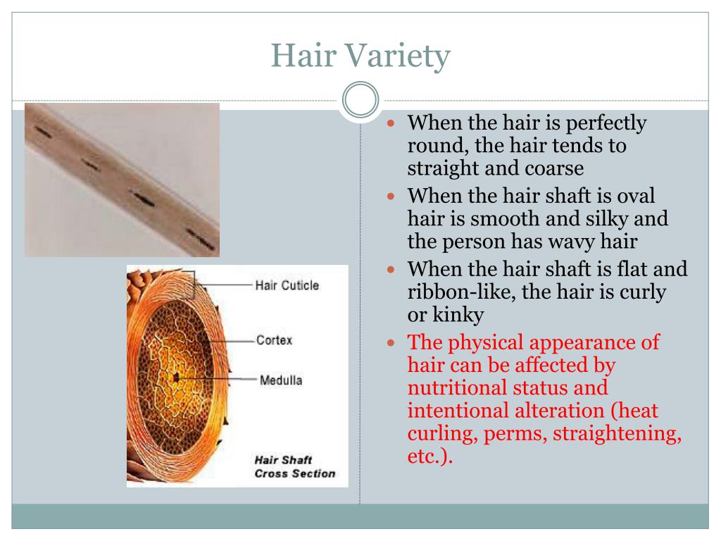 PPT - Hair & Hair Identification PowerPoint Presentation, free download ...