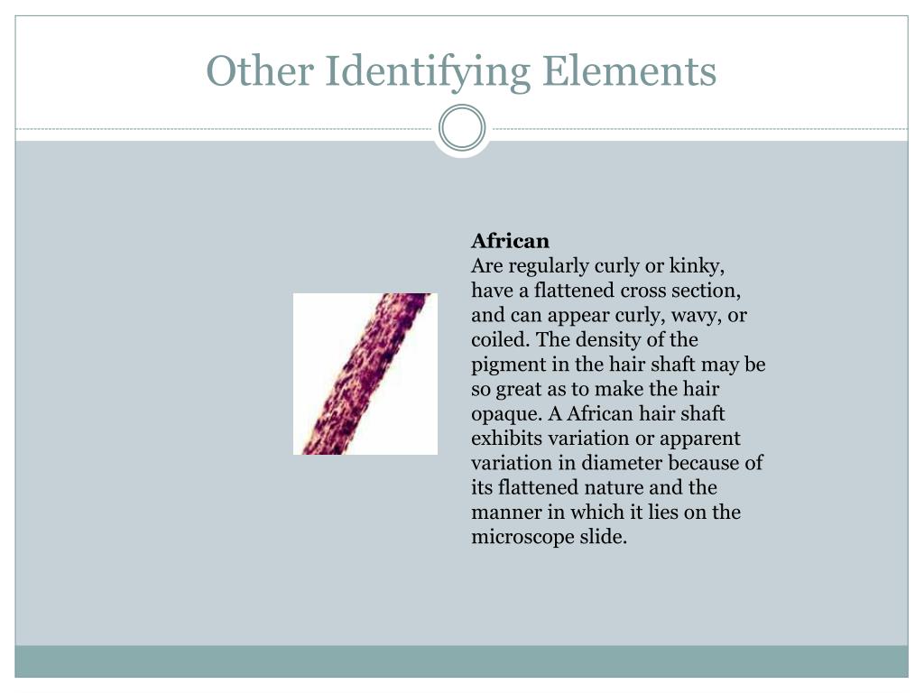 PPT - Hair & Hair Identification PowerPoint Presentation, free download ...