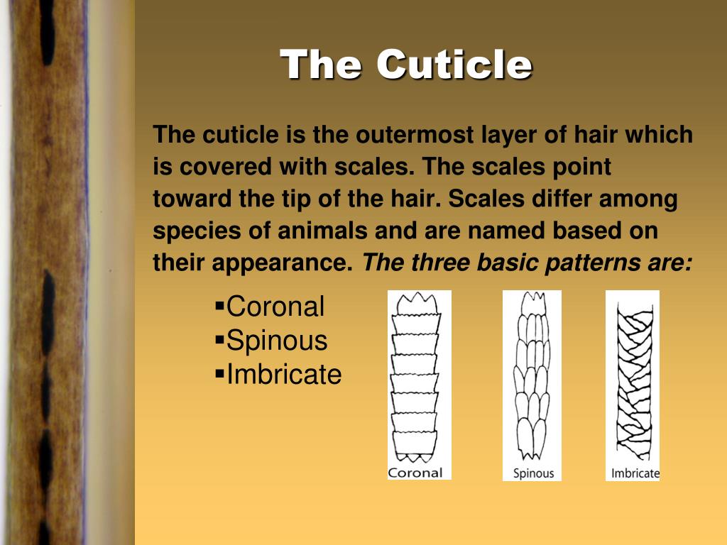 PPT - Hair as Evidence PowerPoint Presentation, free download - ID:3531016