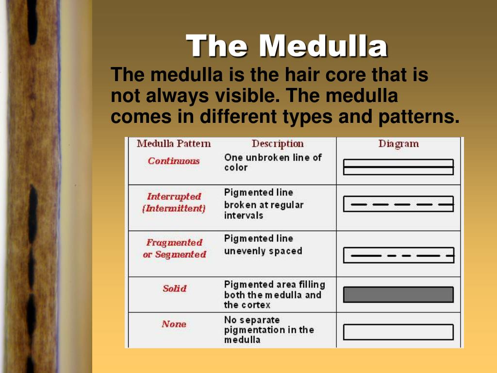 PPT - Hair as Evidence PowerPoint Presentation, free download - ID:3531016