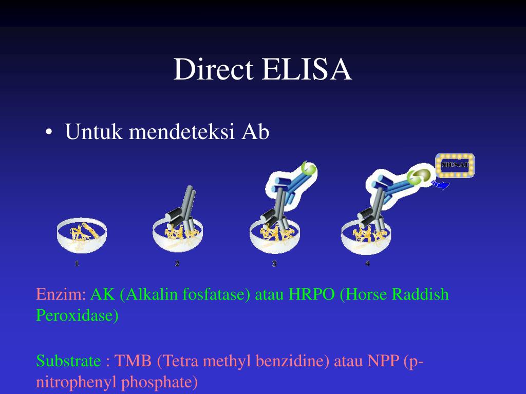 PPT - IMUNOASAI (PEMERIKSAAN SEROLOGI) PowerPoint Presentation, free ...